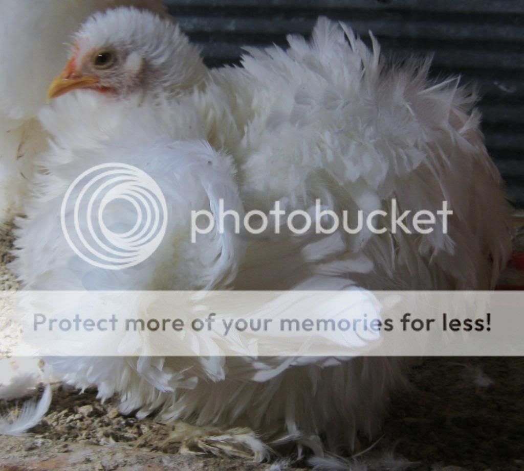 Model Chicken Contest - (Winners Posed) *Real Prize* | BackYard ...