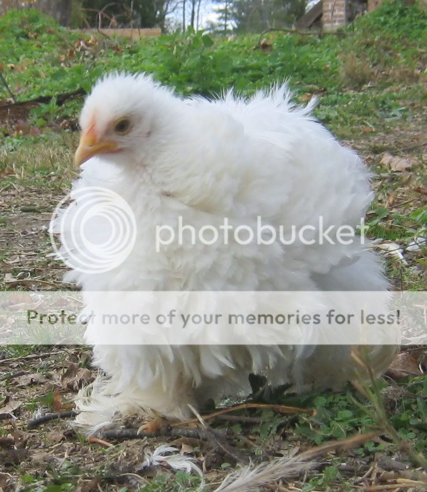 Started White Frizzle Cochin Btm Pair (Lots of pics.) | BackYard ...