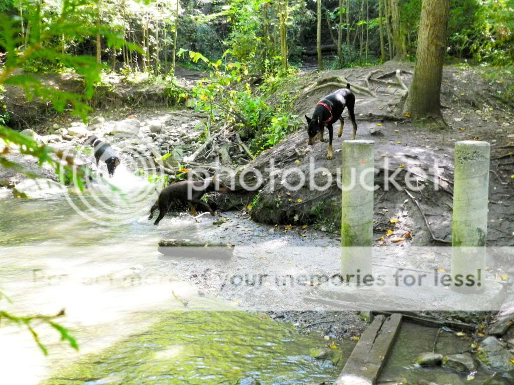 Coco, Murphy and Scarlet @ the park.. pics!! | Doberman Forum ...